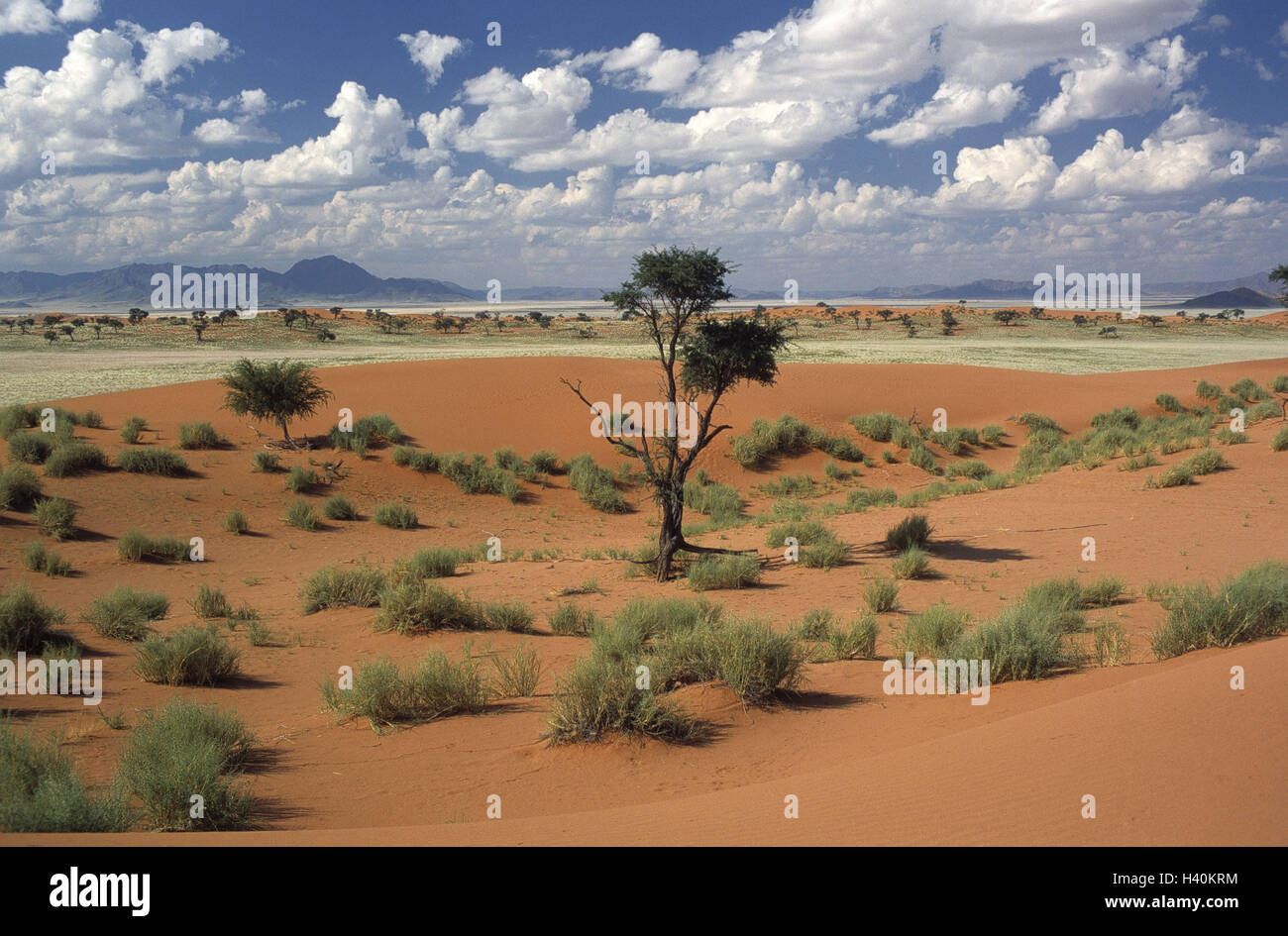 Namibia, Namib Naukluft national park, scenery, vegetation, Africa ...