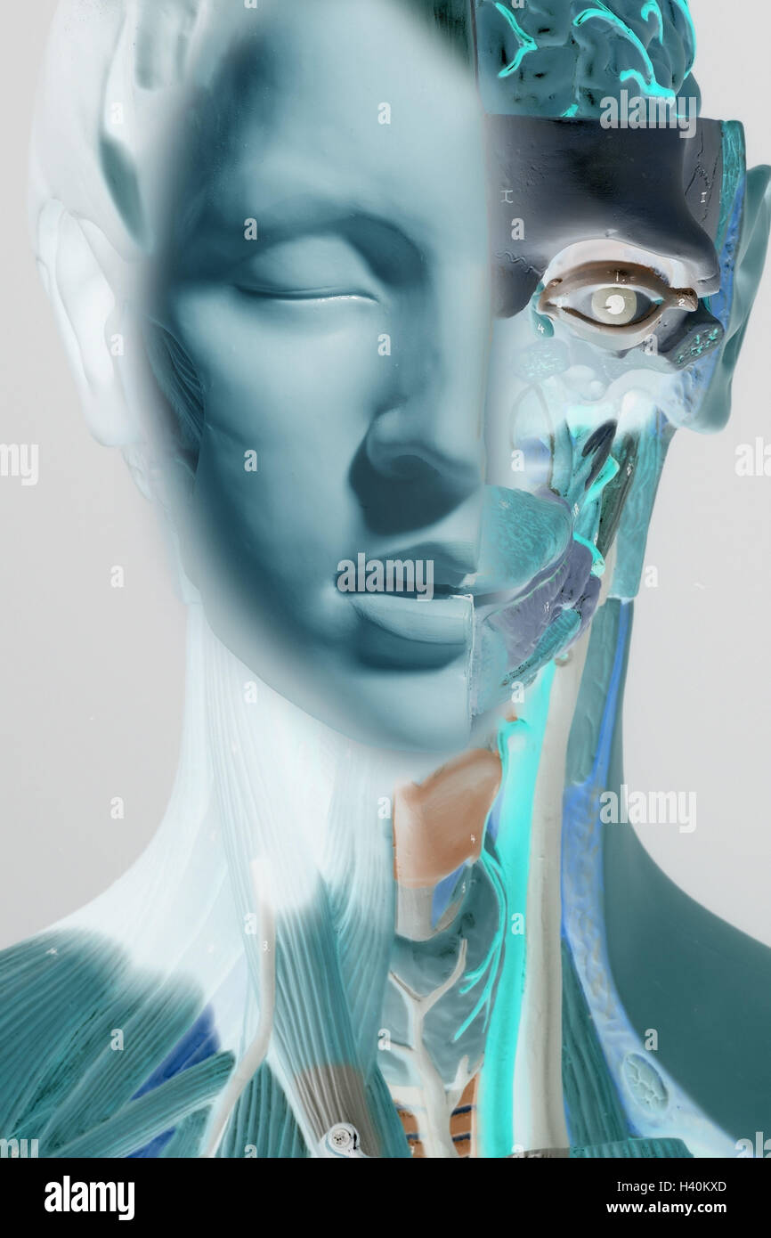 Teaching model, human body, head, bodies medicine, model body, science ...