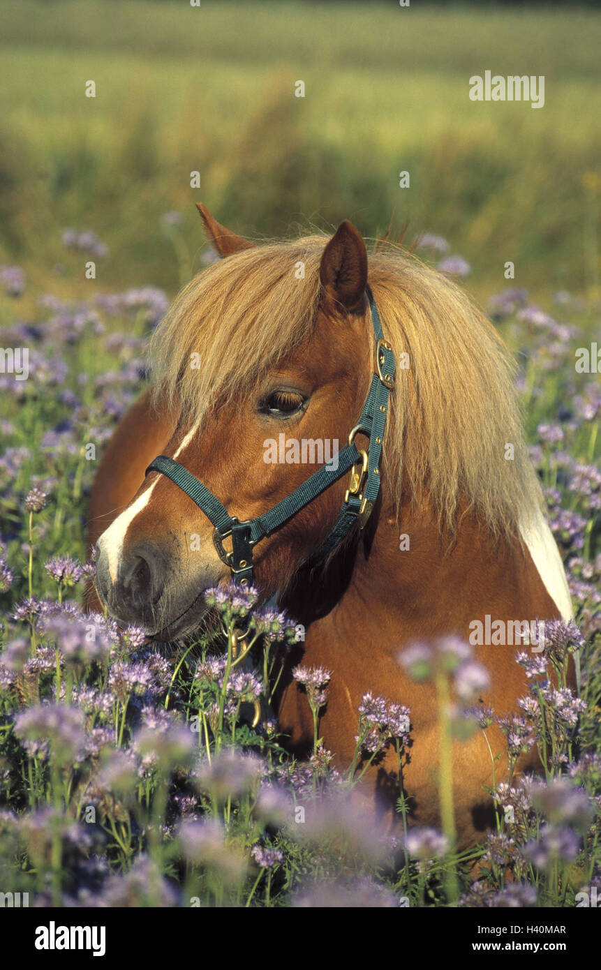 Shetlands Pony High Resolution Stock Photography and Images - Alamy