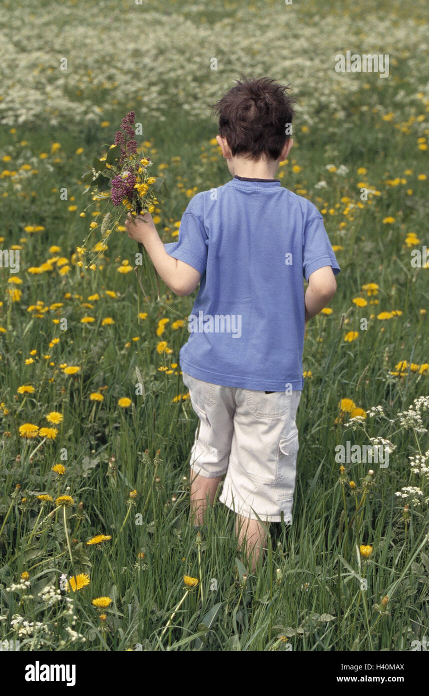 Meadow, child, boy, flowers pick, back view flower meadow, spring ...
