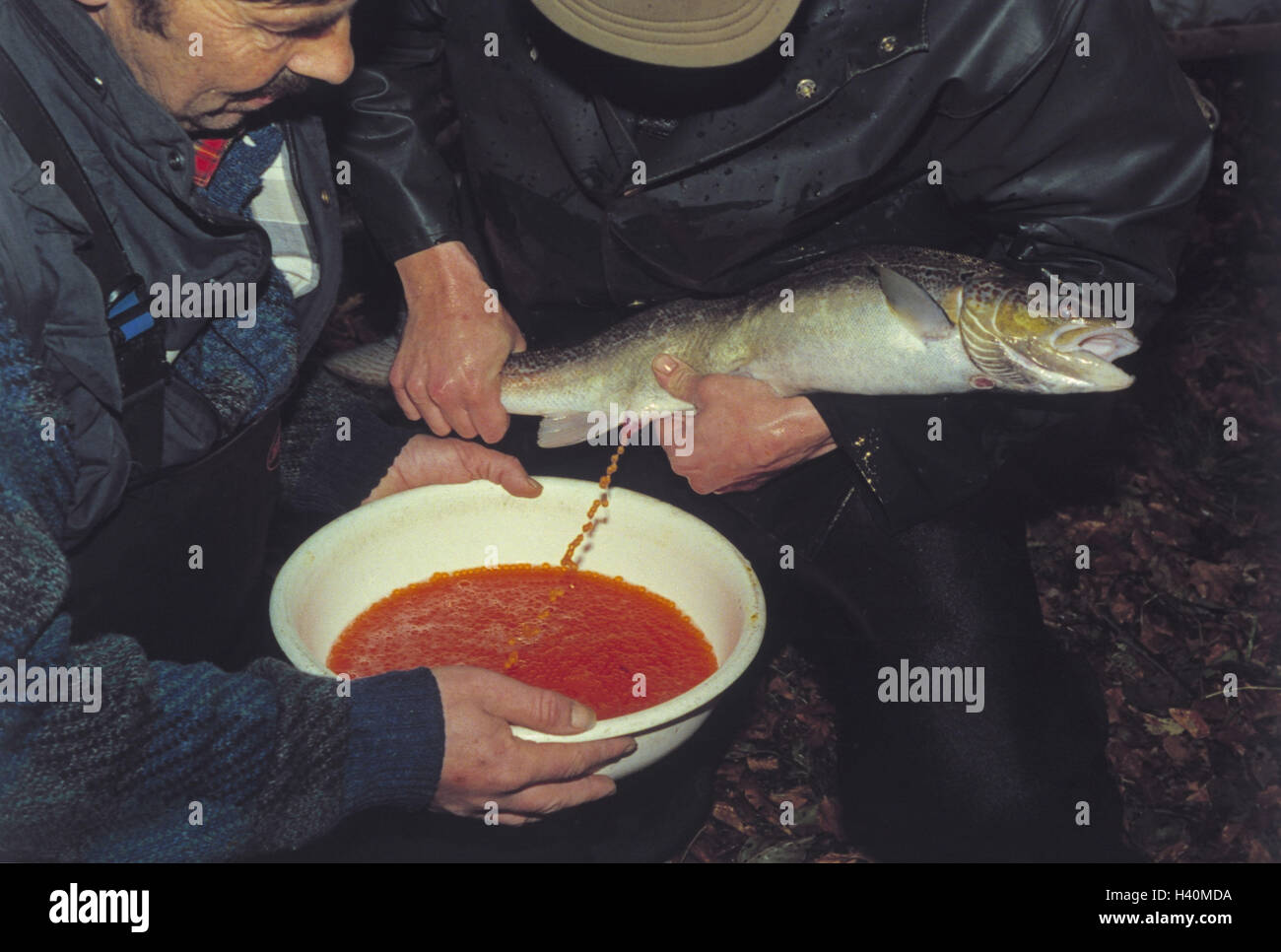 Germany, Winsen in the Luhe, riversides, fishermen, salmon, spawn ...