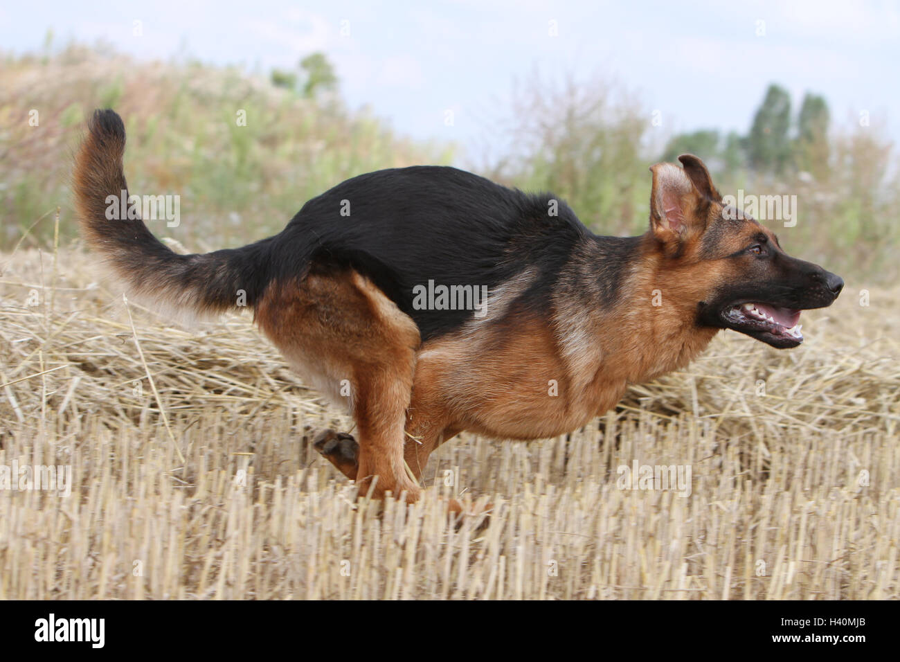 Pure black german shepherd dog hi-res stock photography and images - Alamy