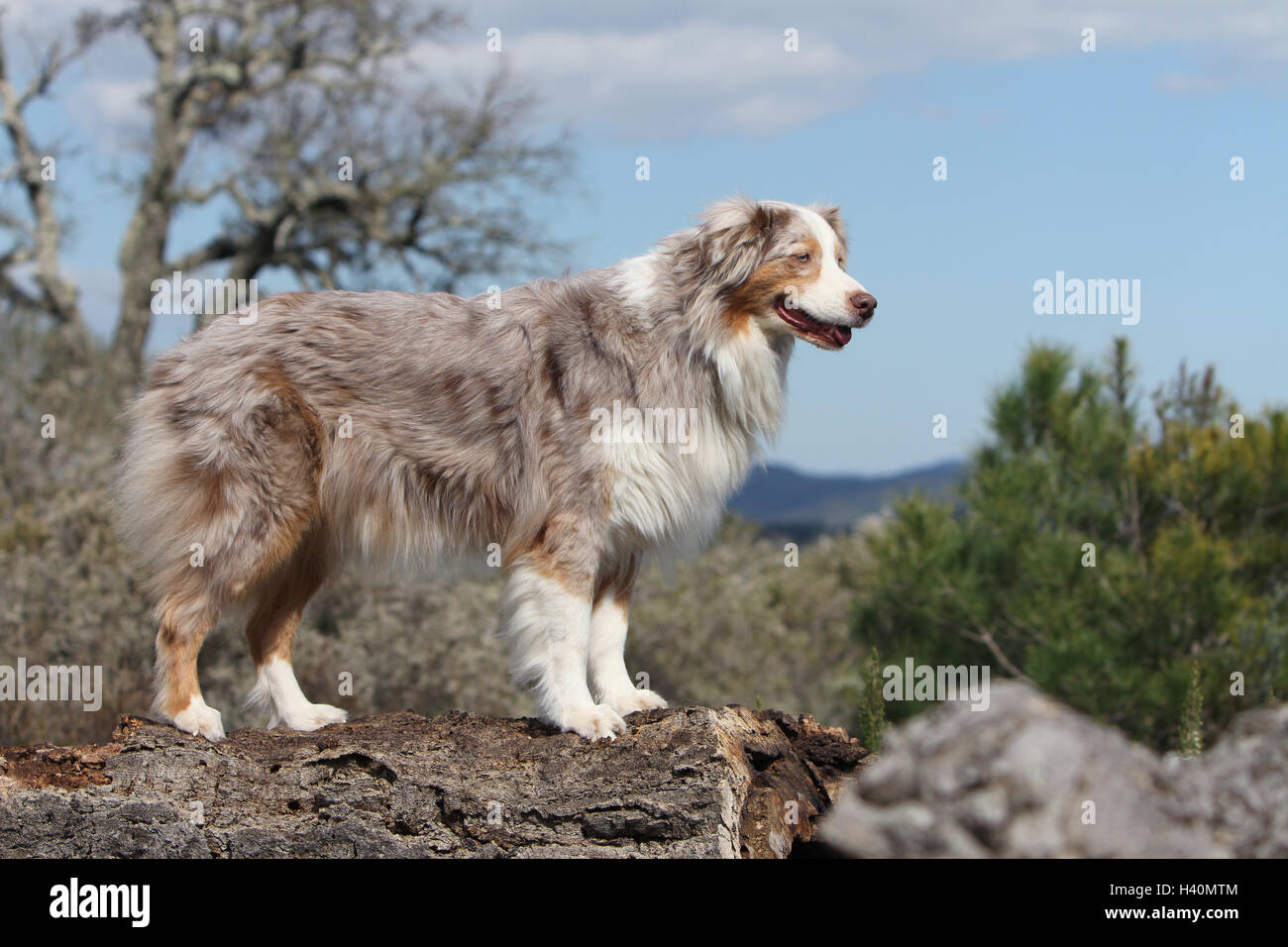 Light Red Merle Australian Shepherd