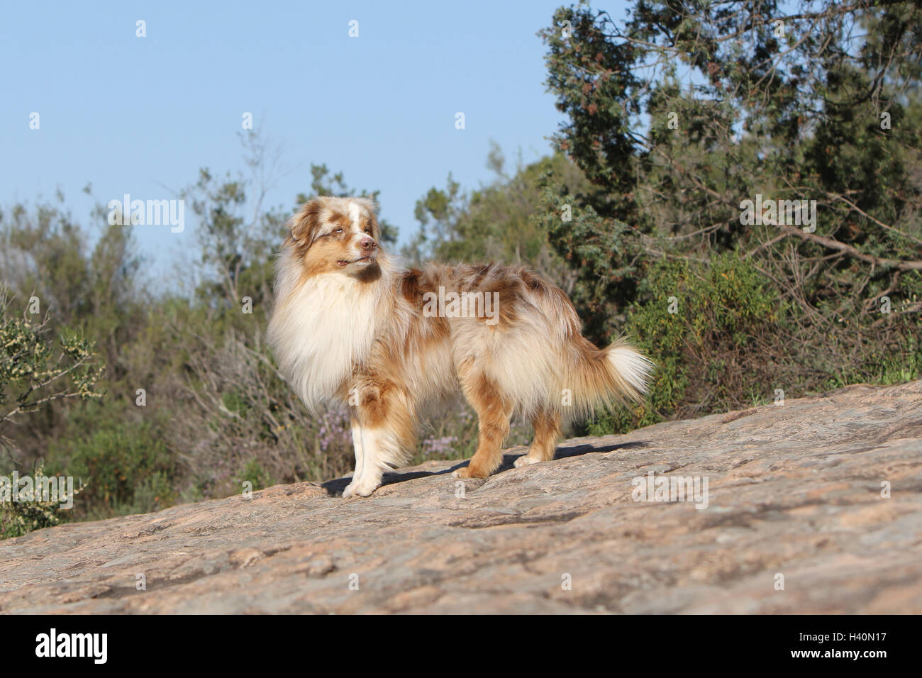 Australian shepherd adult dog red hi-res stock photography and images ...