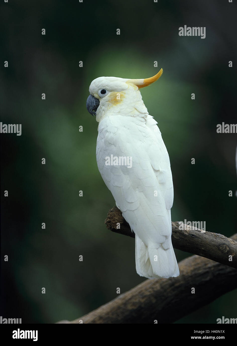 Yellow cheek cockatoo, Cacatua sulphurea, Australia, animals, wild ...