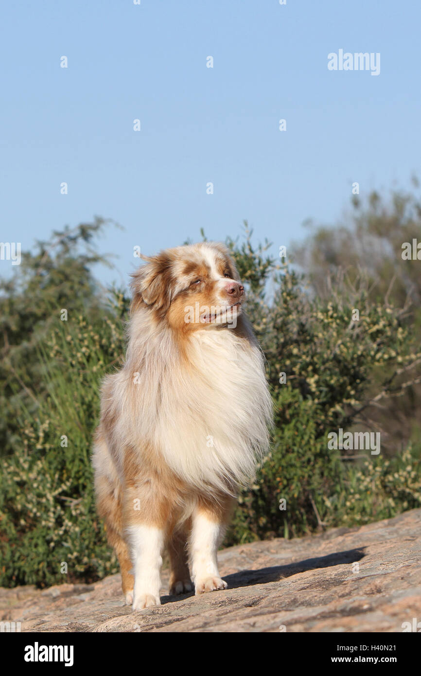 Dog Australian shepherd / Aussie adult standing red merle Stock Photo ...