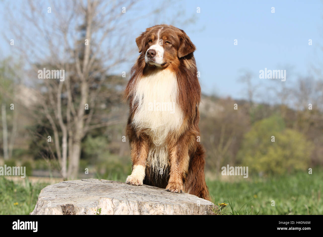 Dog Australian shepherd / Aussie adult (red ) standing on a wood meadow ...