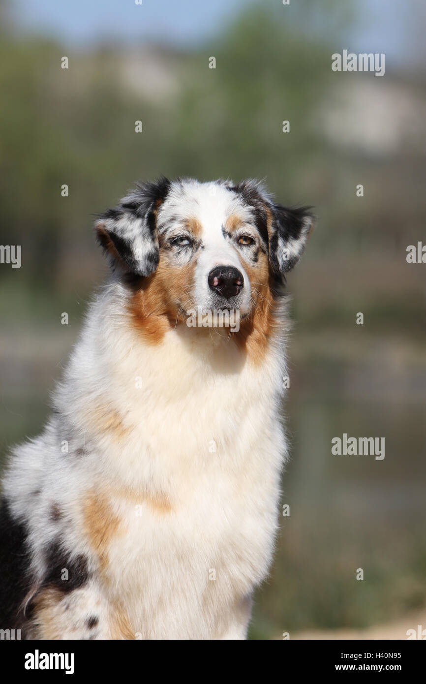 Dog Australian shepherd / Aussie adult (blue Merle) portrait tricolor ...