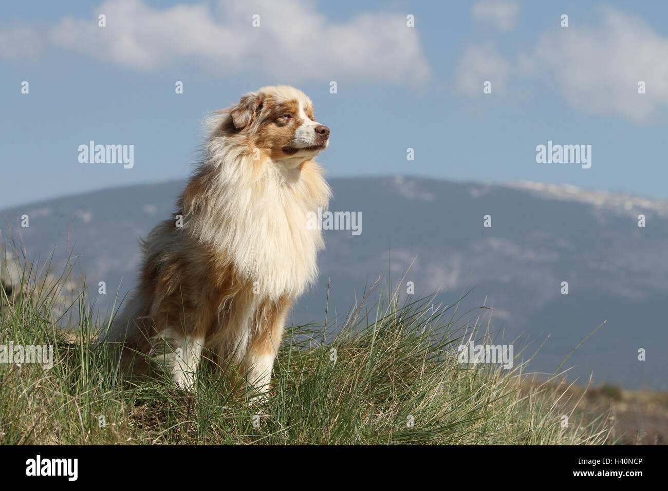 Dog Australian shepherd / Aussie adult (red tricolor) sitting Stock ...