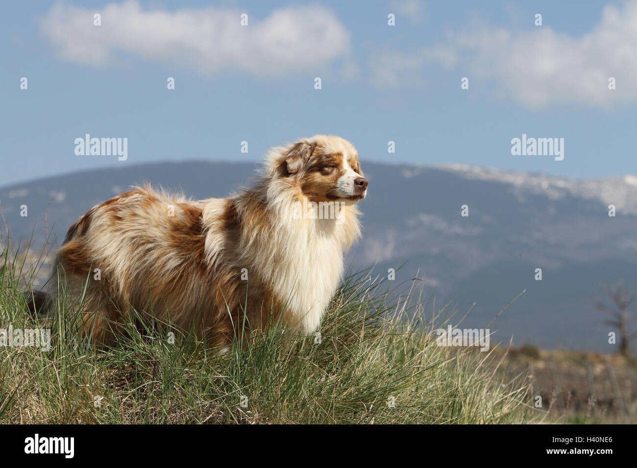 Berger australien hi-res stock photography and images - Alamy