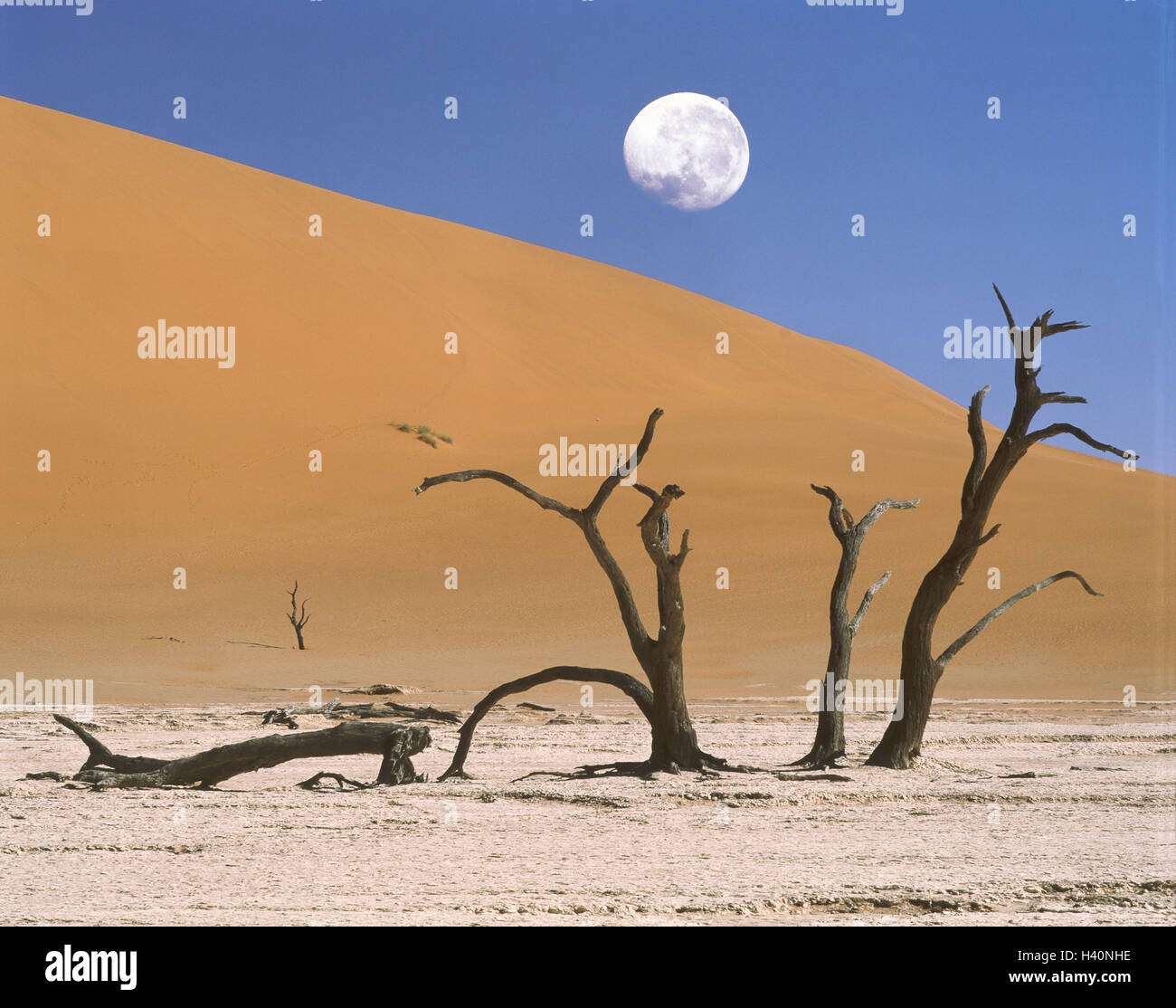 Daed tree hi-res stock photography and images - Alamy