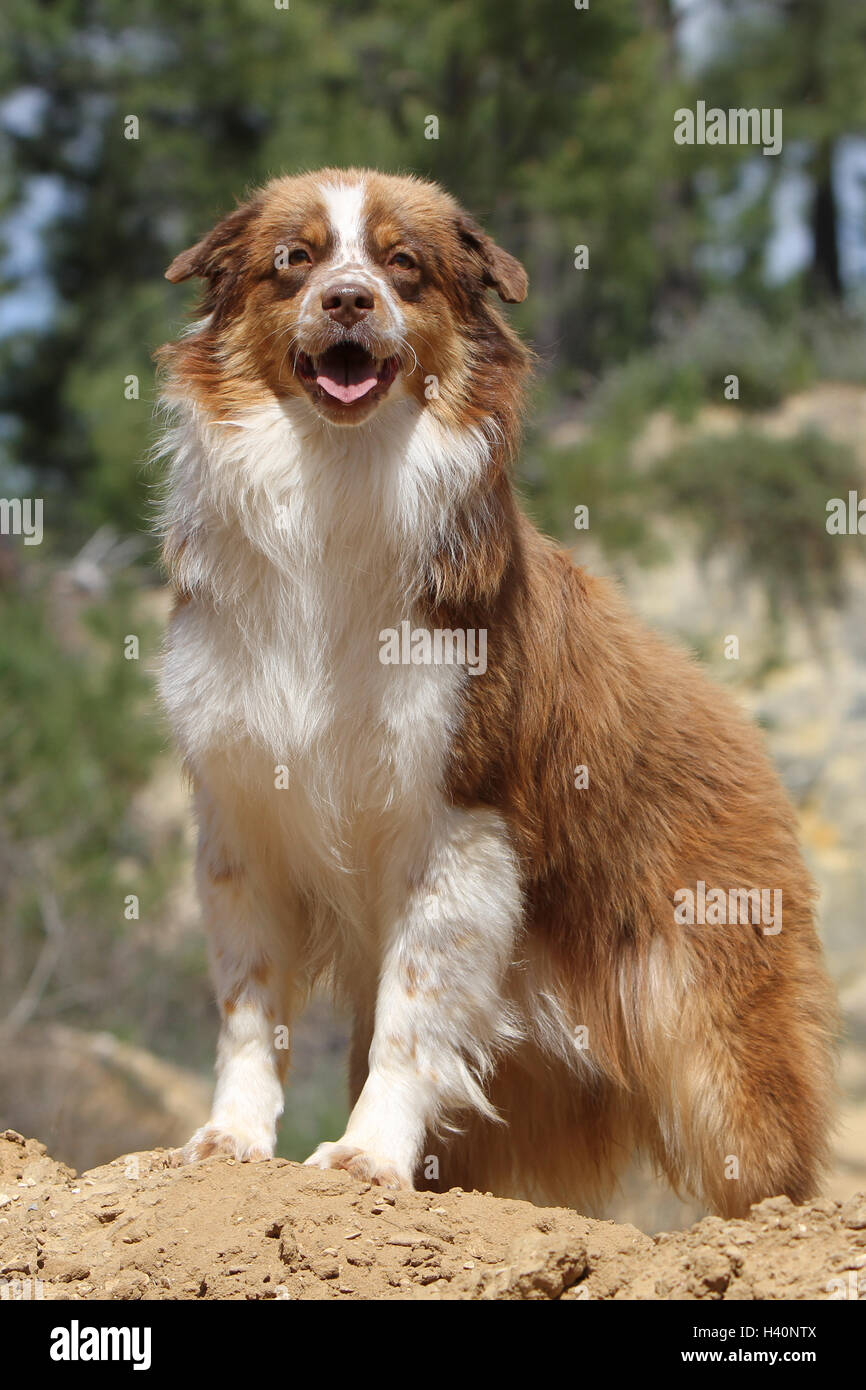 Dog Australian shepherd / Aussie adult (red tricolor) sitting Stock ...