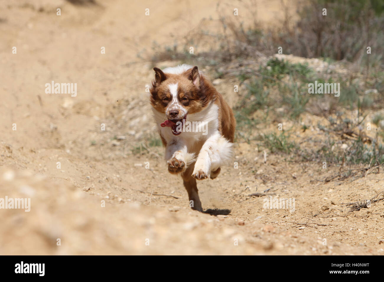 Dog Australian shepherd / Aussie adult (red) running Stock Photo - Alamy