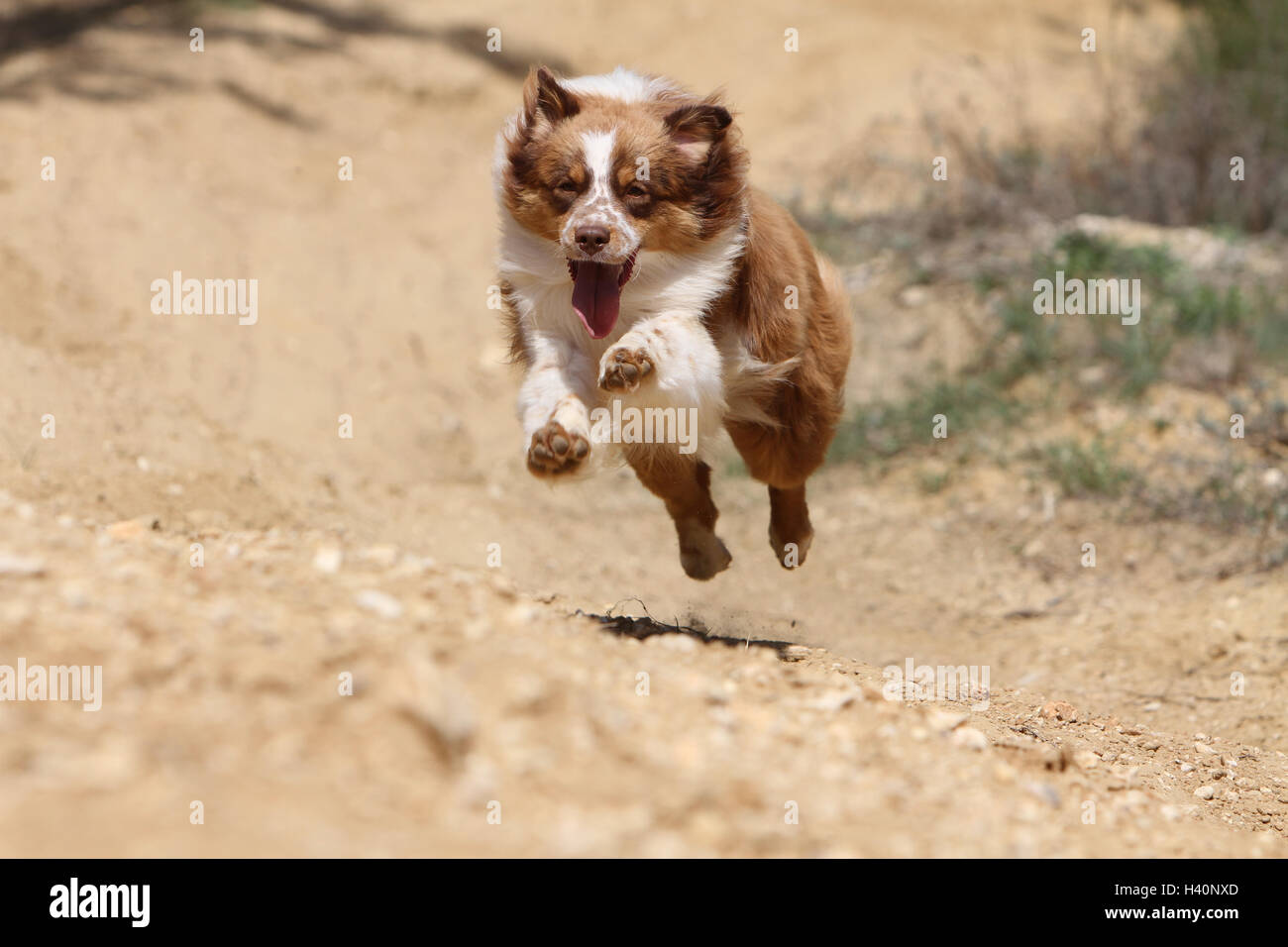 Dog Australian shepherd / Aussie adult (red) running Stock Photo - Alamy