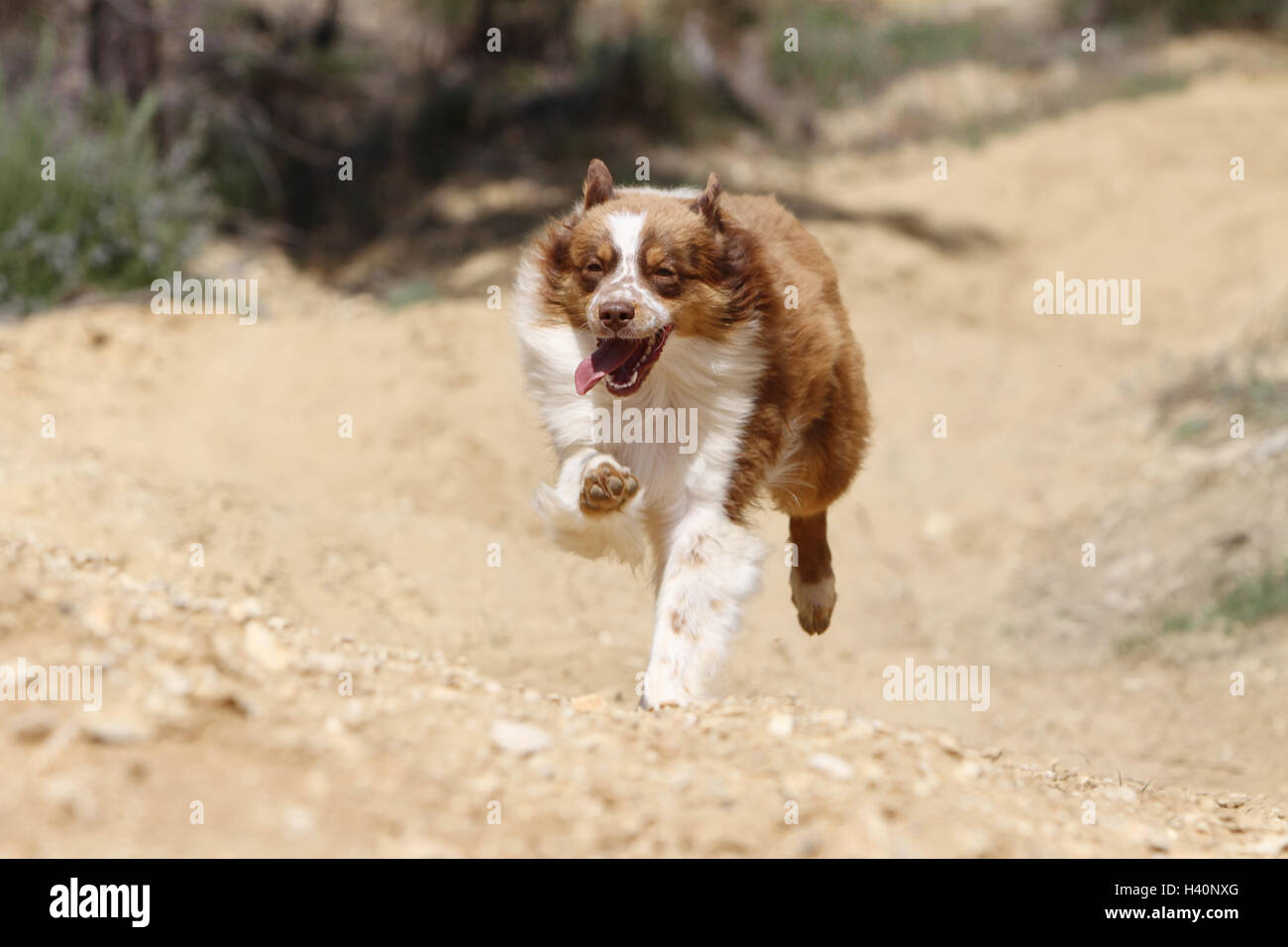 Dog Australian shepherd / Aussie adult (red) running Stock Photo - Alamy