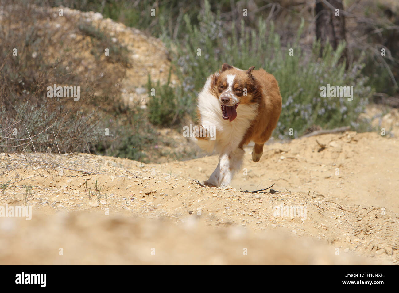 Australian shepherd dog running hi-res stock photography and images - Alamy