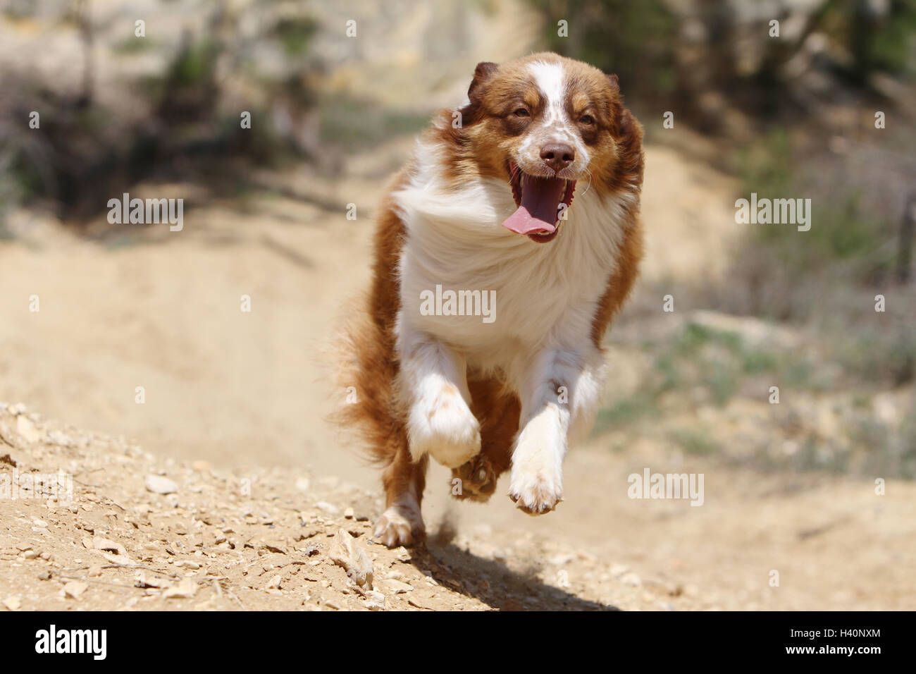 Dog Australian shepherd / Aussie adult (red) running Stock Photo - Alamy