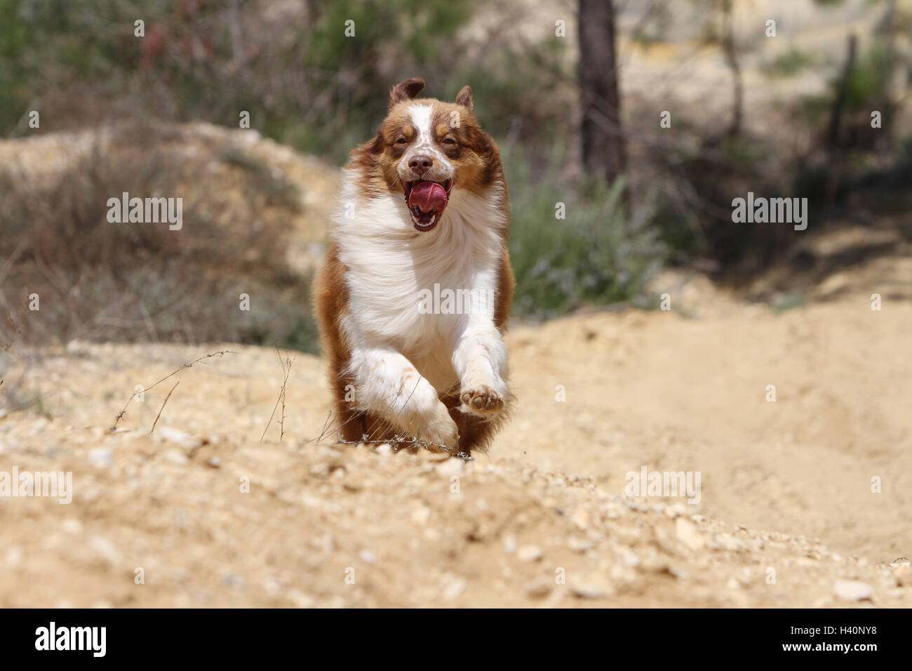 Dog Australian shepherd / Aussie adult (red) running Stock Photo - Alamy