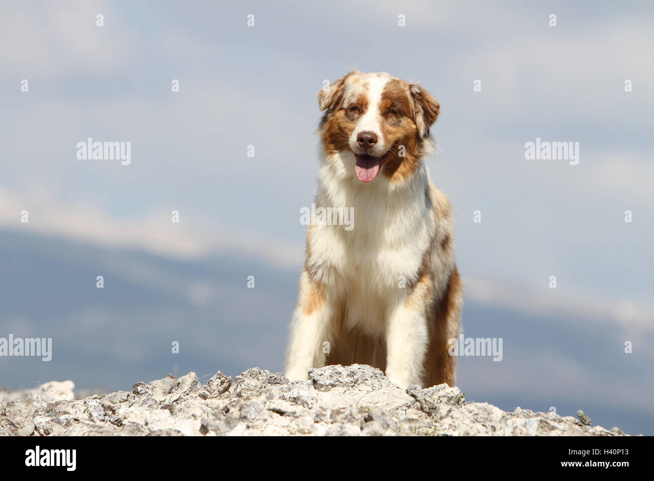 Berger australien hi-res stock photography and images - Alamy