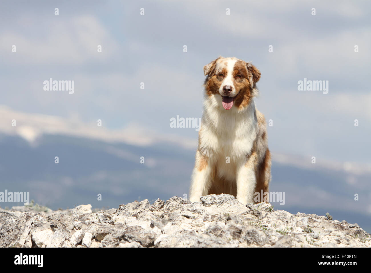 Dog Australian shepherd / Aussie berger Australien in the mountains ...