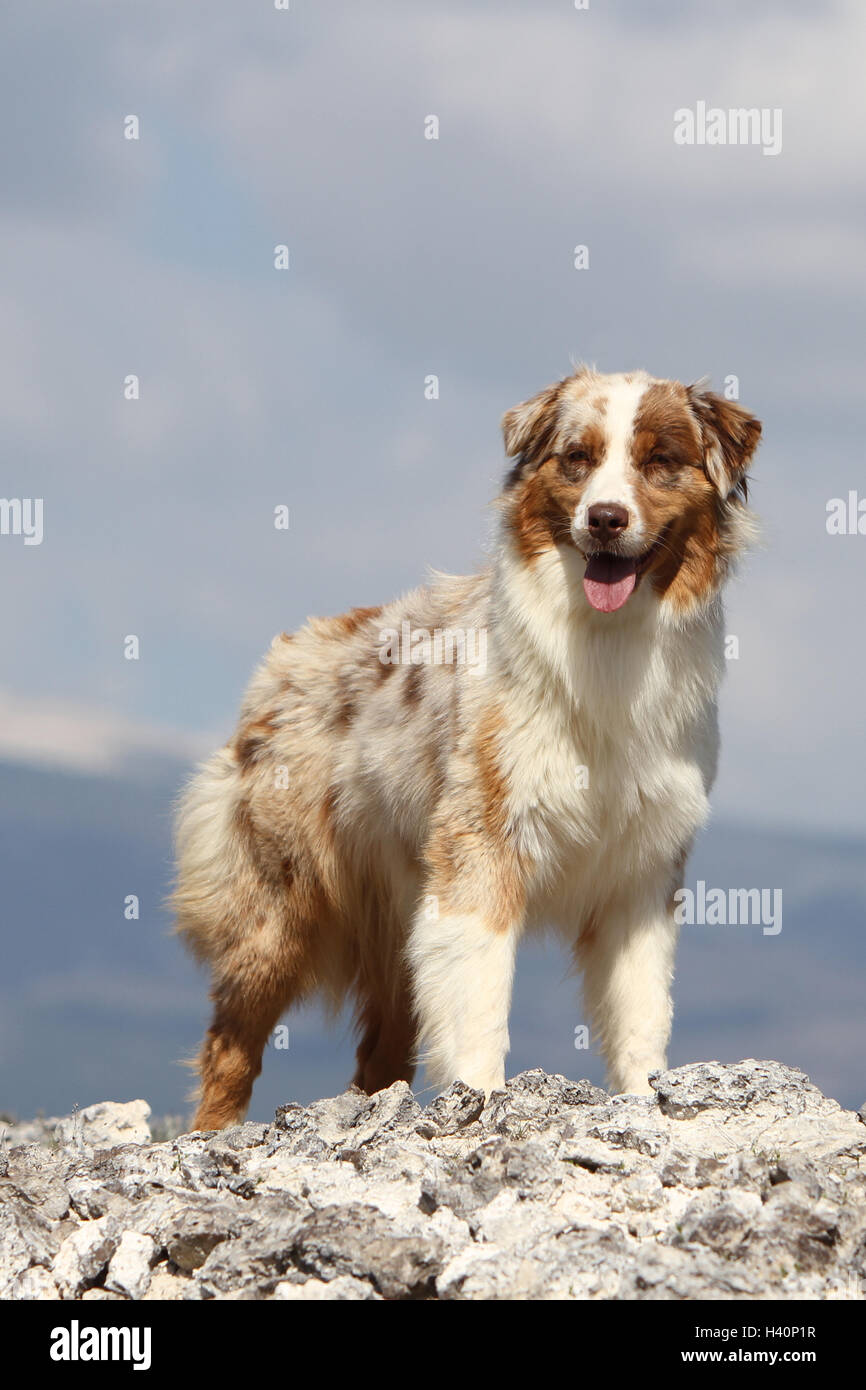 Dog Australian shepherd / Aussie berger Australien in the mountains ...