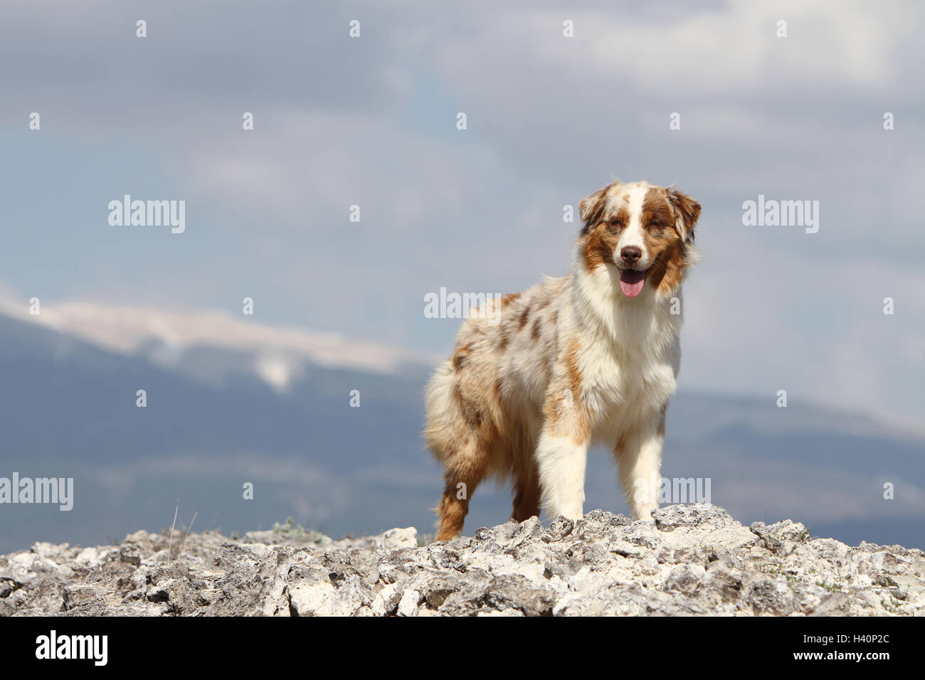 Berger australien hi-res stock photography and images - Alamy