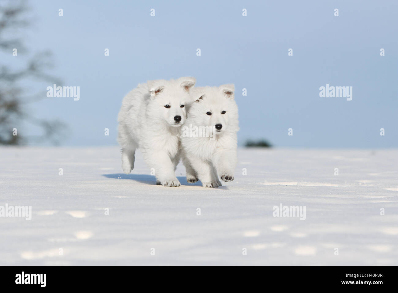 "dogs" White Swiss Shepherd Dog / Berger blanc Suisse puppy standing in ...