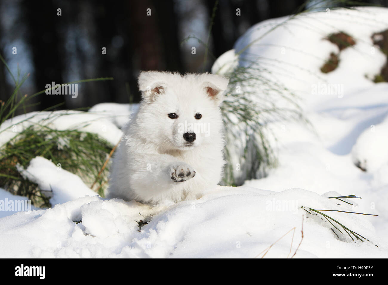 " dogs" White Swiss Shepherd Dog / Berger blanc Suisse puppy standing ...