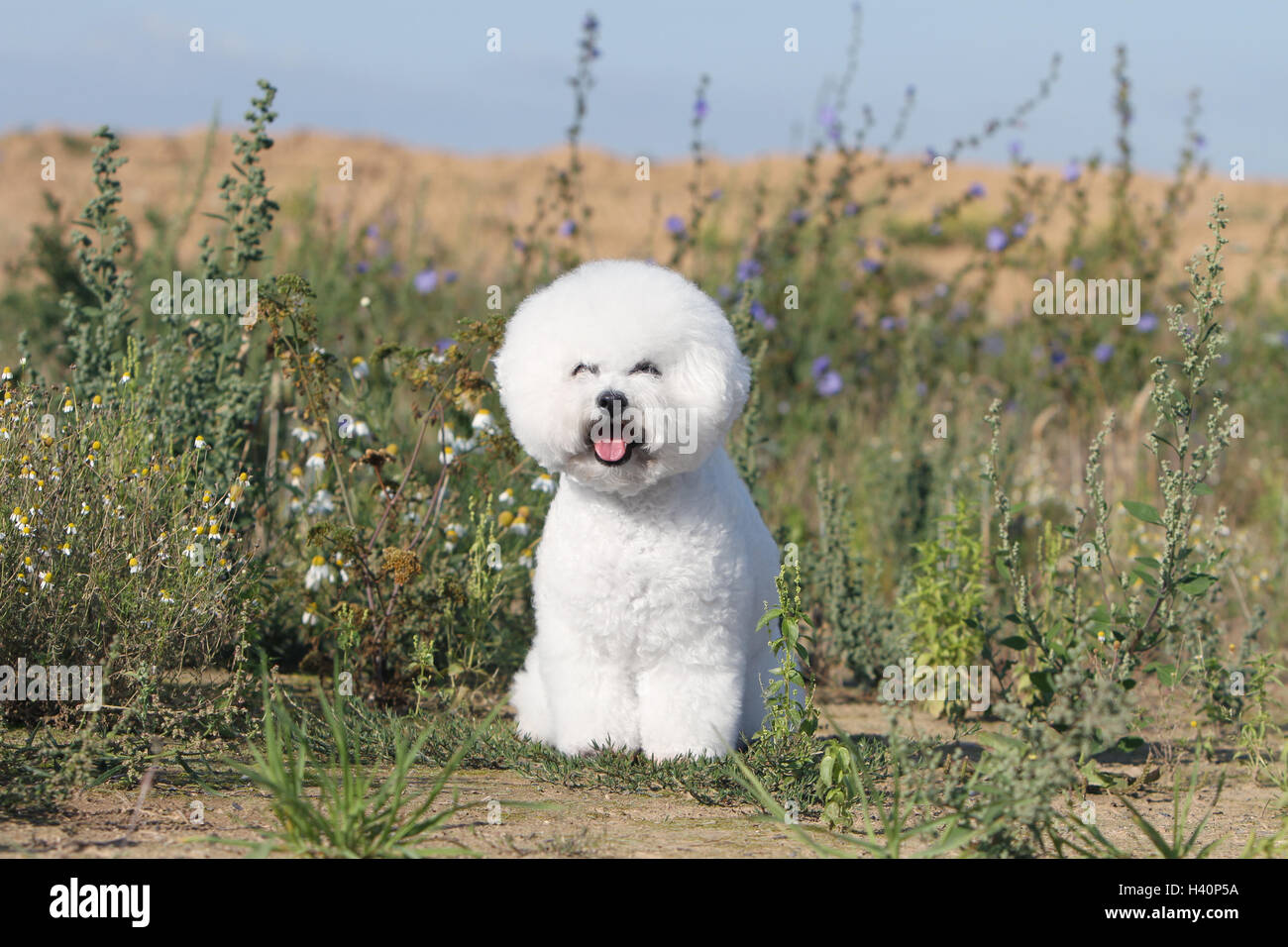 Dog Bichon Frise adult sitting Stock Photo - Alamy