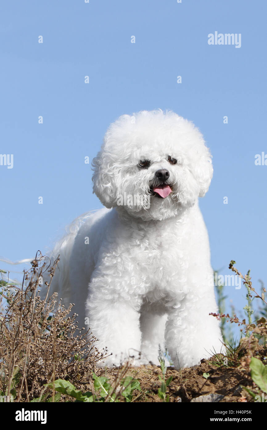 Dog Bichon Frise adult sitting Stock Photo - Alamy