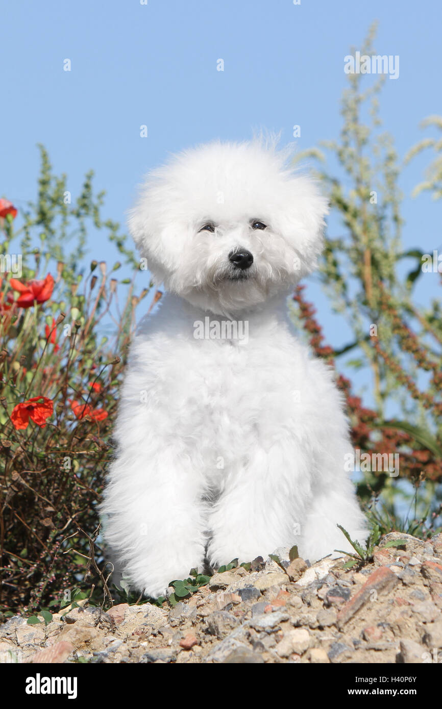 Dog Bichon Frise adult sitting Stock Photo - Alamy