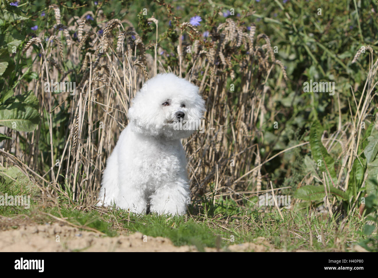 Dog bichon frise adult standing hi-res stock photography and images - Alamy