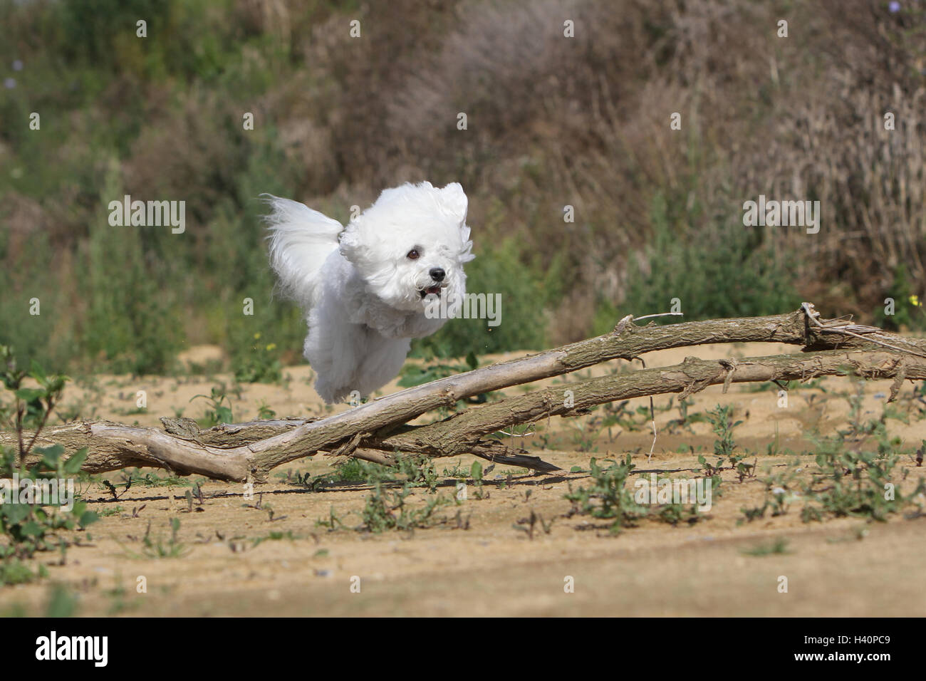 Dog Bichon Frise adult jump jumping "to jump" over a wood tree trunk a ...