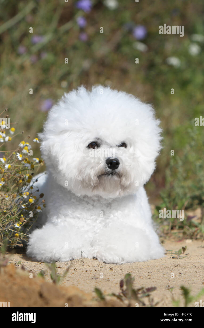 Dog Bichon Frise adult lying field Stock Photo - Alamy