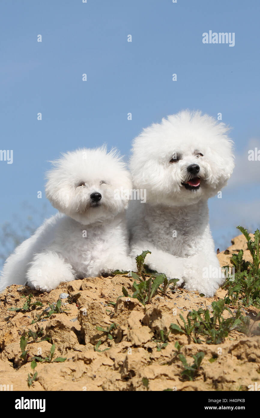 Dog Bichon Frise adult and puppy lying nature natural Stock Photo - Alamy