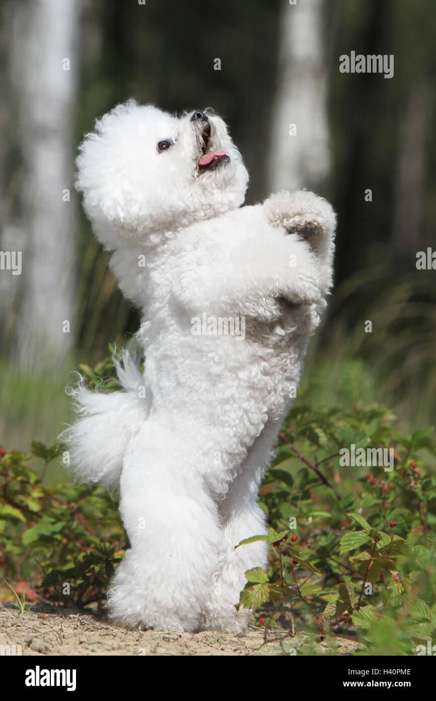Dog Bichon Frise adult Stock Photo - Alamy