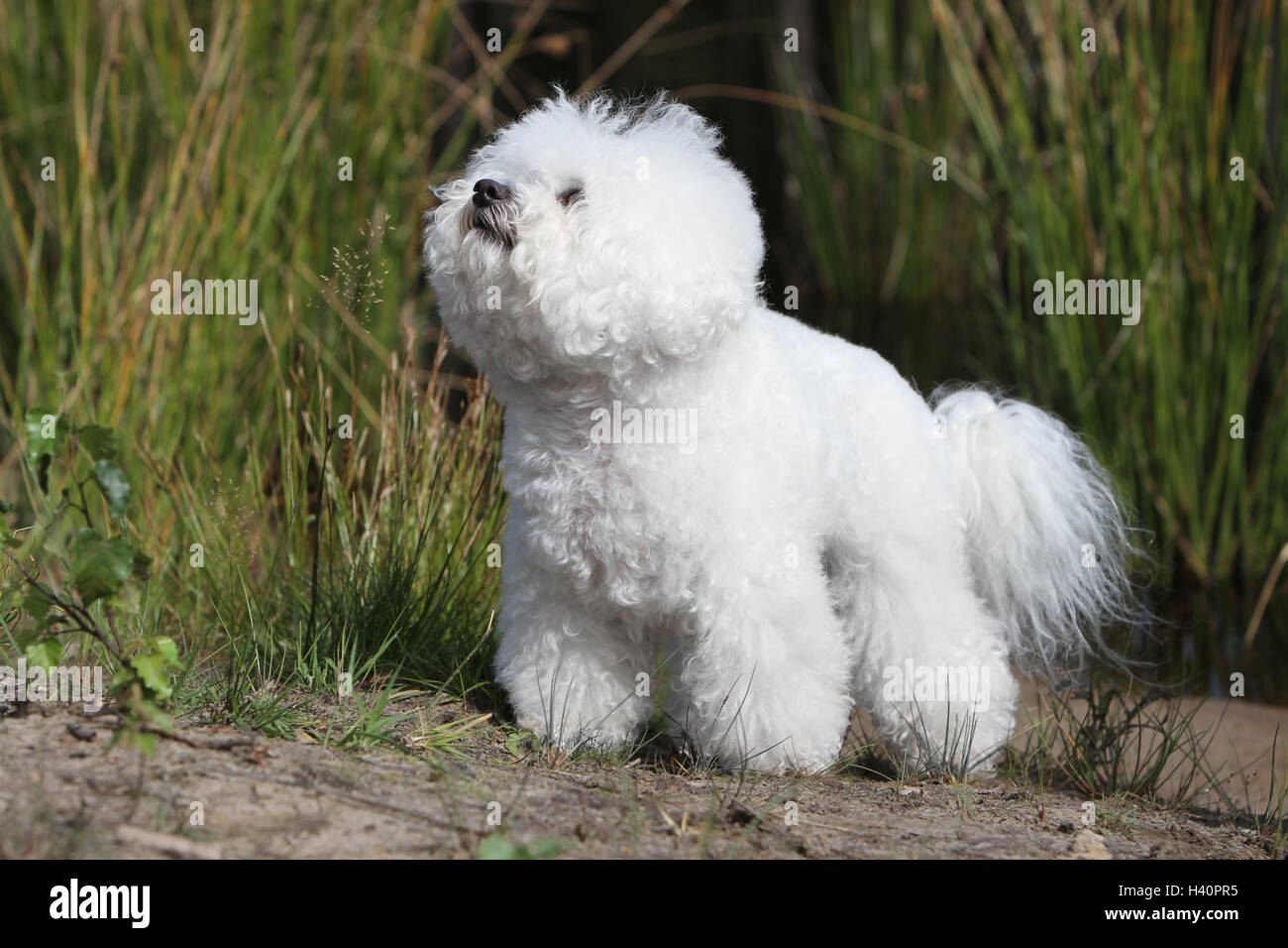 Dog Bichon Frise adult sitting Stock Photo - Alamy