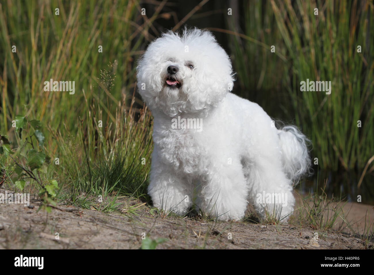 Dog Bichon Frise adult sitting Stock Photo - Alamy