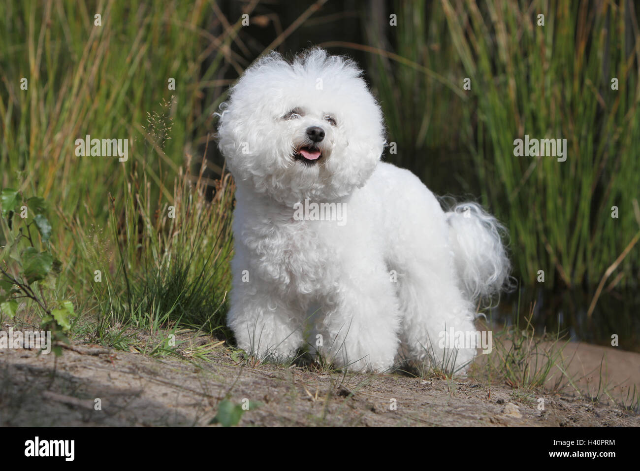 Dog Bichon Frise adult sitting Stock Photo - Alamy