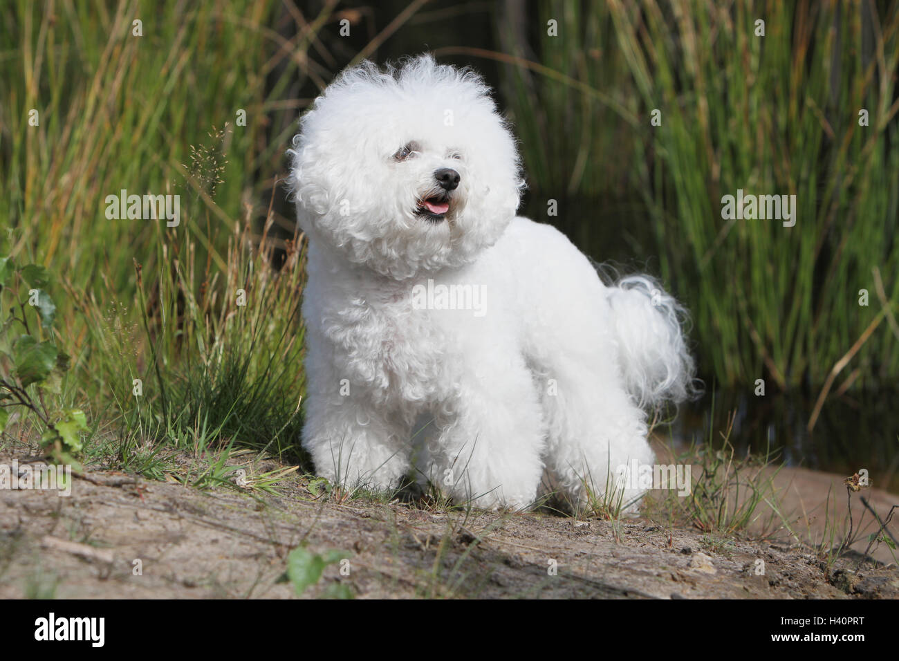 Dog Bichon Frise adult sitting Stock Photo - Alamy