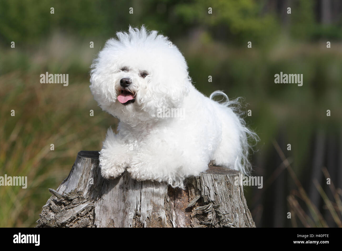 Dog Bichon Frise adult sitting Stock Photo - Alamy