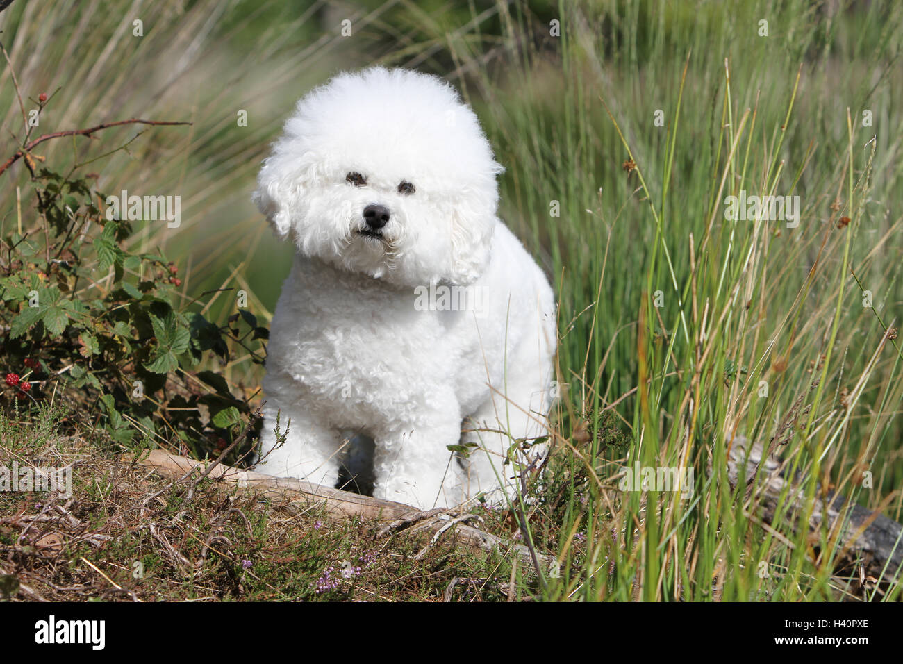Dog Bichon Frise adult sitting Stock Photo - Alamy