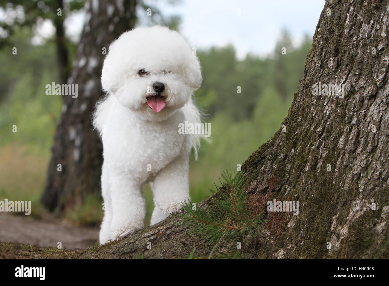 Dog Bichon Frise adult sitting Stock Photo - Alamy
