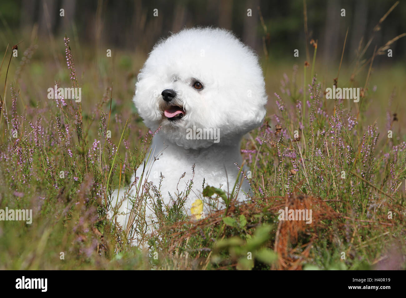 Dog Bichon Frise adult sitting Stock Photo - Alamy