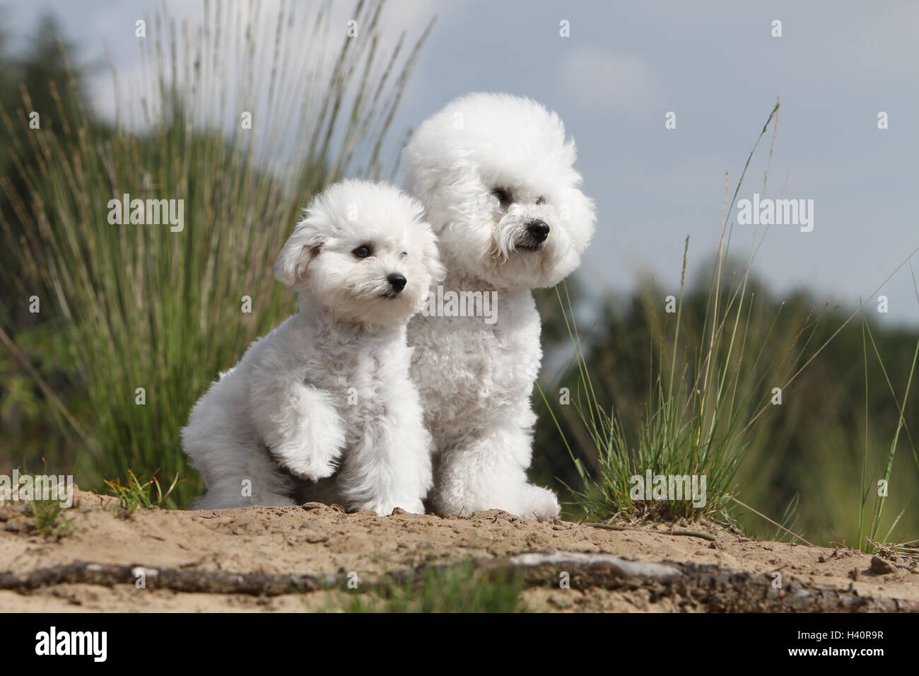 Dog Bichon Frise adult and puppy sitting nature natural Stock Photo - Alamy