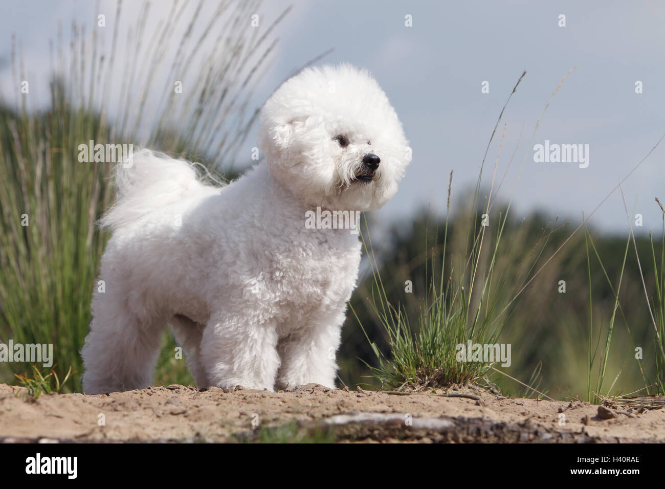 Dog Bichon Frise adult sitting Stock Photo - Alamy