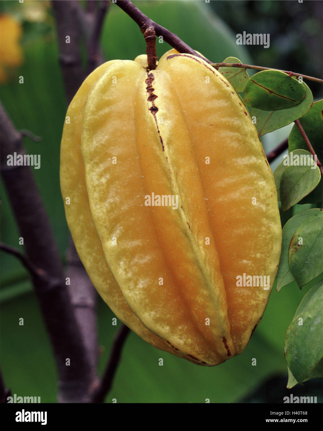 Plant, Stern's fruit, Karambola, sour clover plant, Averrhoa carambola ...