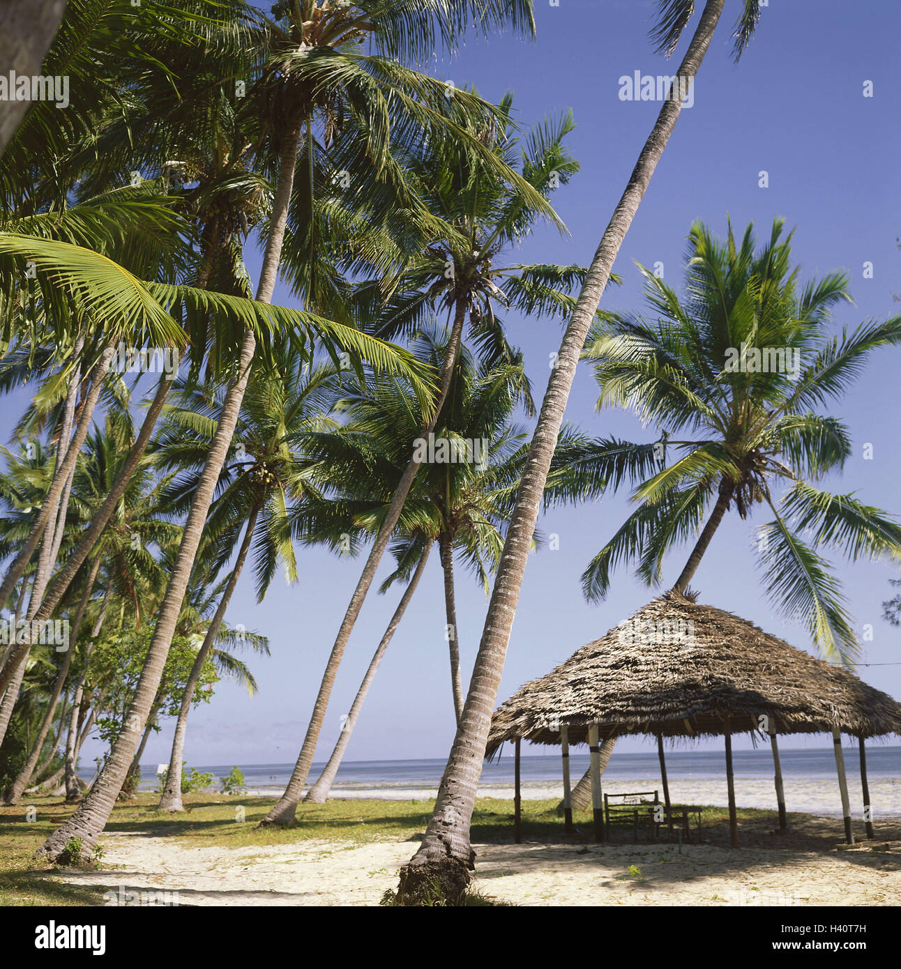 Tanzania, island Zanzibar, Chwaka Bay, palm beach, East, Africa, beach ...