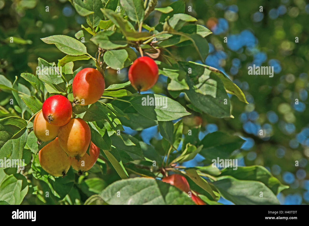 Crab Apples Branch Stock Photo - Alamy