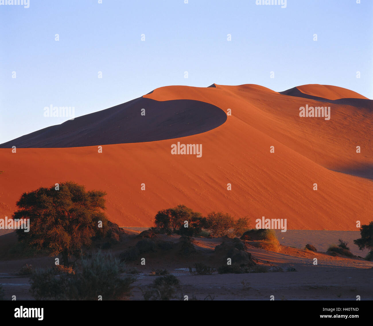 Namibia, desert Namib, Henson Vlei, Sand dunes, vegetation, the morning ...